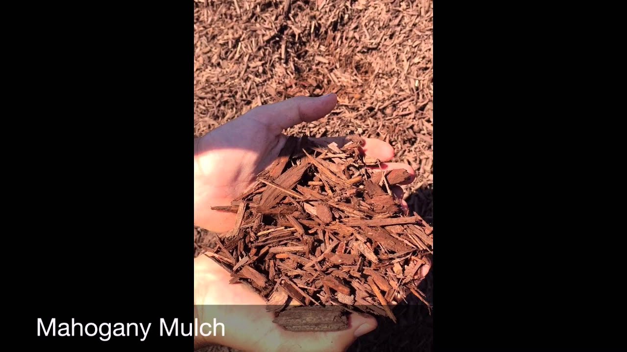 Mahogany Mulch - YouTube