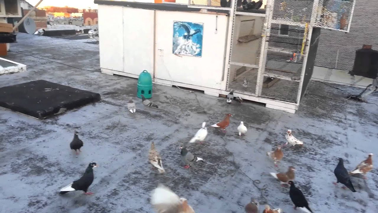 Pigeon in Brooklyn wilson ave best. . I'm back - YouTube