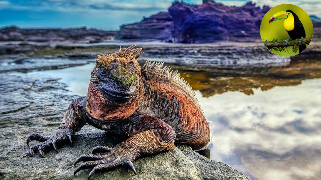 Amazing animal life life on the equator Documentary film: National ...