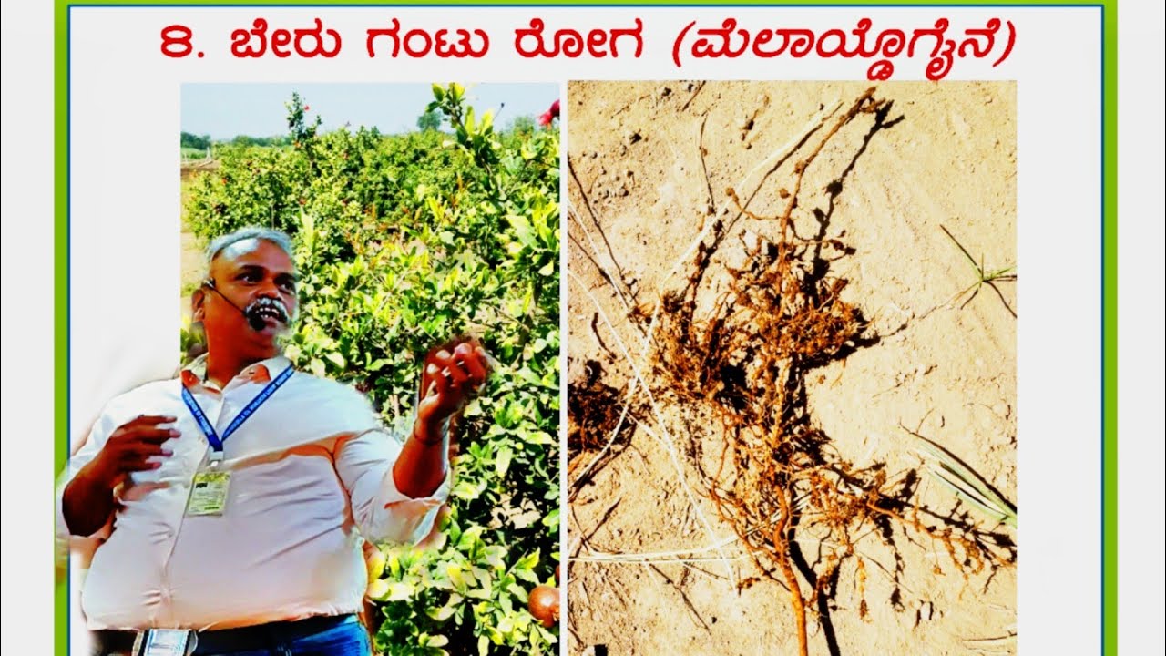 Disease mangement, Different dimensions in Pomegranate by Dr.Ragavendra ...