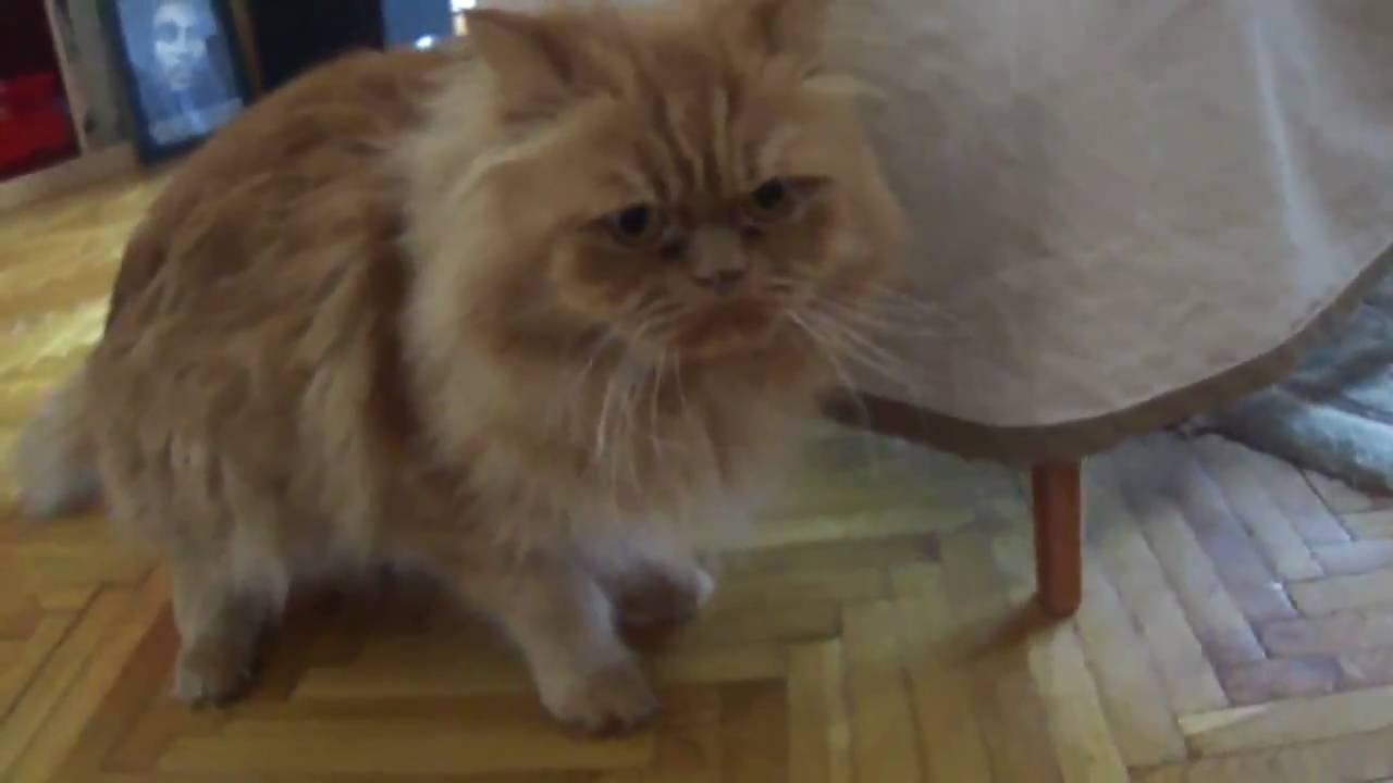 Lunch time for the little cats! - YouTube