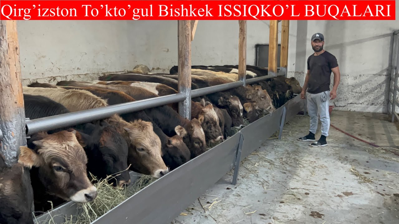 Qirg’izston To’kto’gul Bishkek ISSIQKO’L BUQALARNI Udarlari KELDI ...