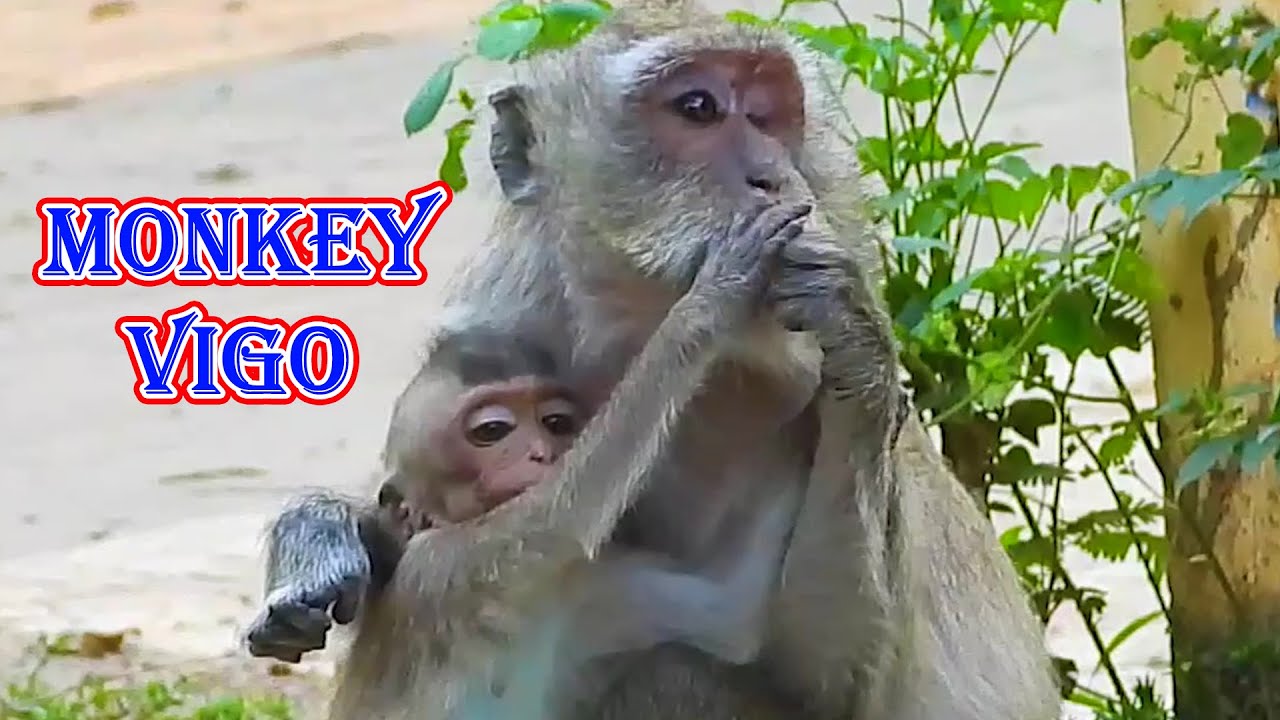 Memory monkey vigo ! get food with mother vegas - YouTube