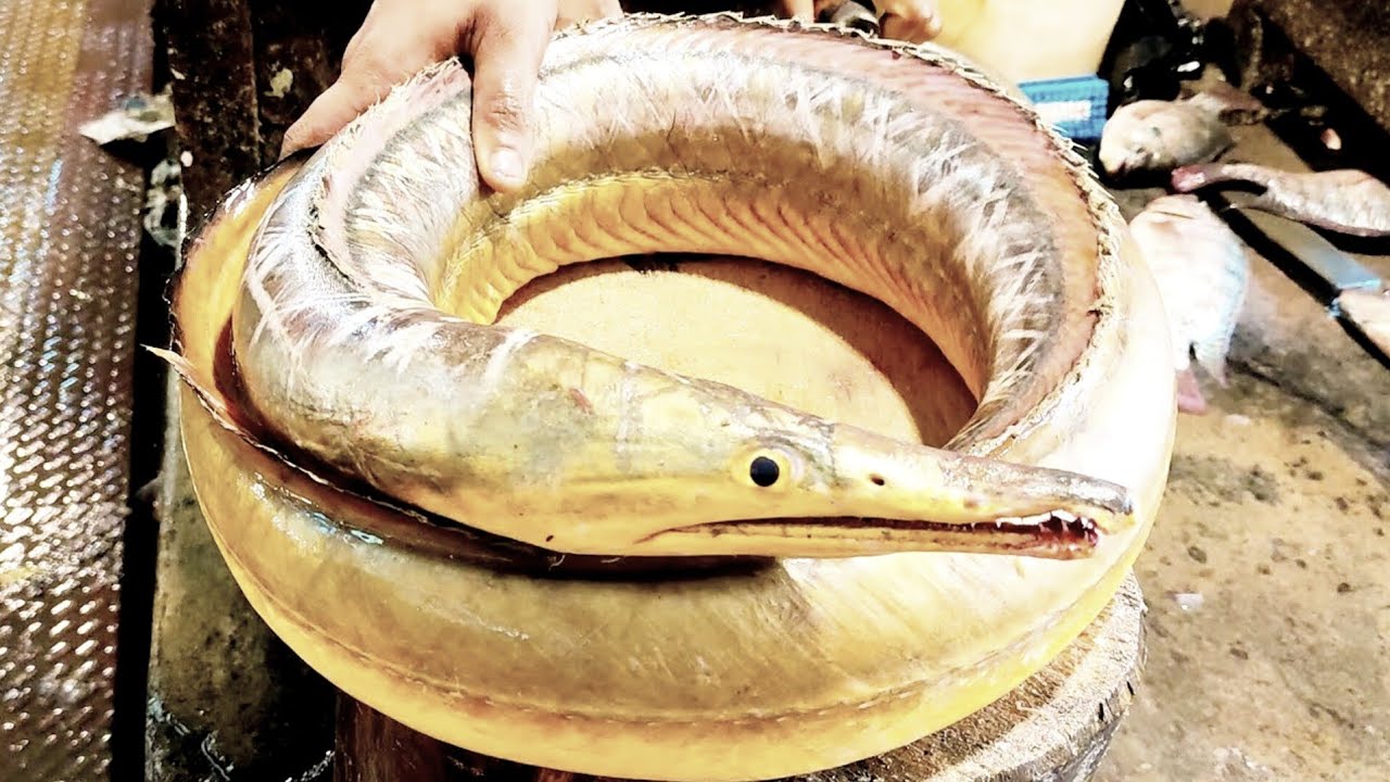 Big Yellow Conger Eel Fish Cutting | Fish Cutting Skills - YouTube