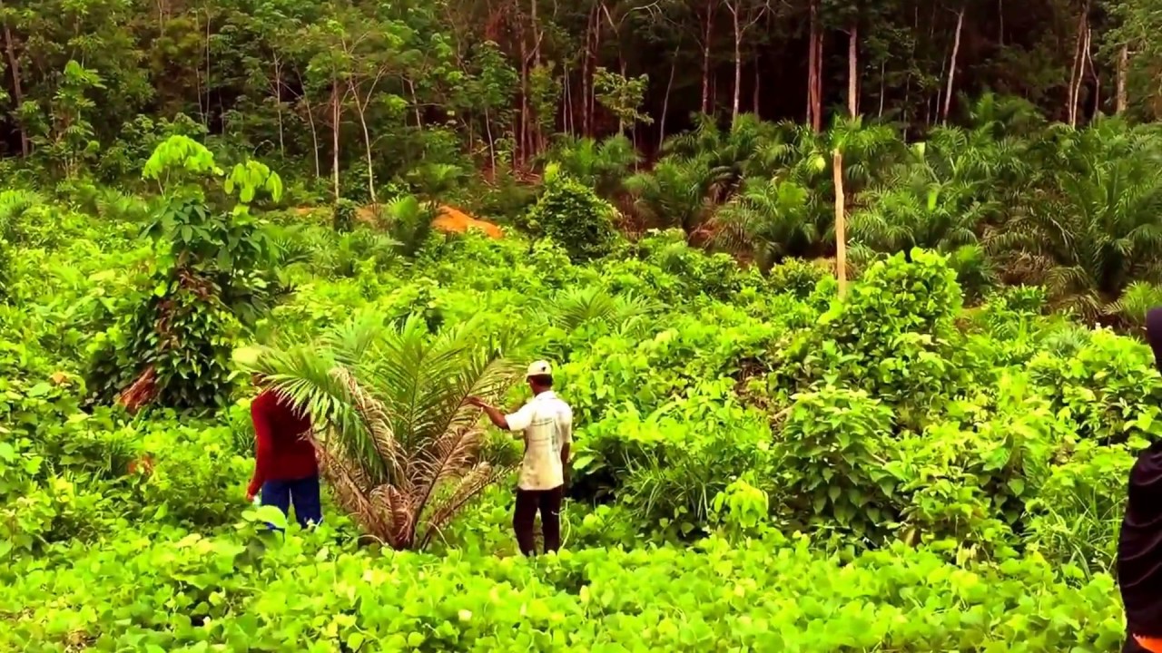 Upiak banun pai ka ladang - YouTube