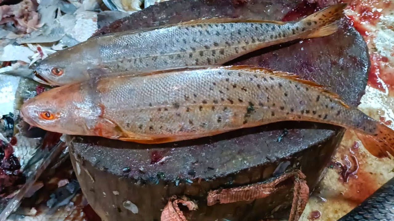 Big Poa Fish Cutting By Expert Fish Cutter||Poa Fish Cutting Skills ...