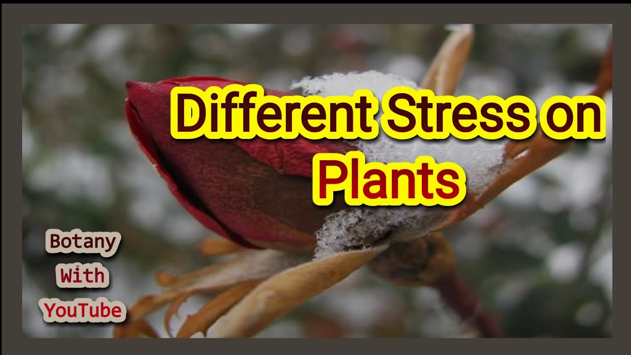 Plant stress | Light, water, temperature and cold stress in plants ...
