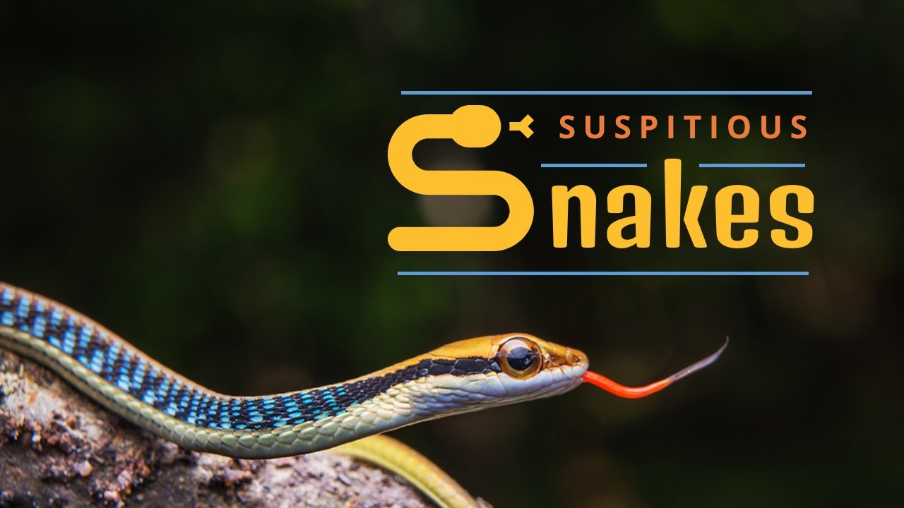 Snakes in HD | Animal Documentary #discovery #netgeowild #wildanimals # ...