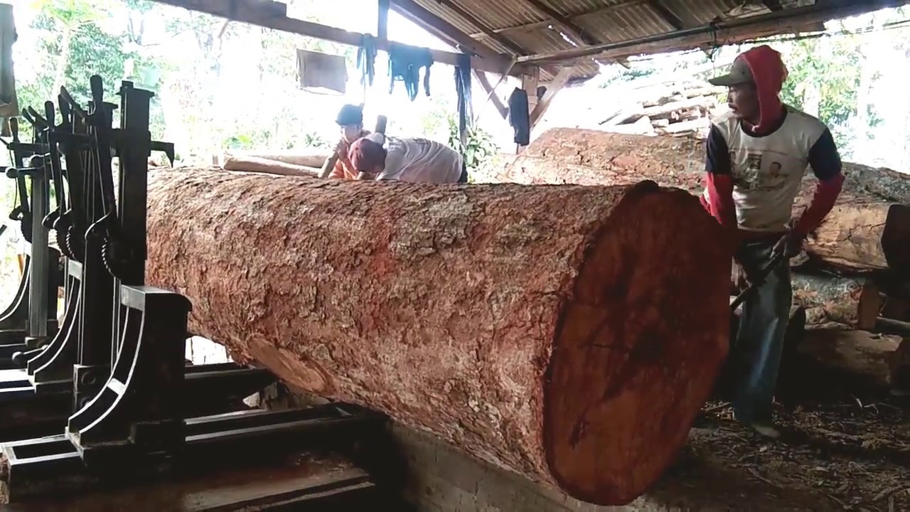 SAWMILL, KAYU DURIAN SUPER JUMBO - YouTube