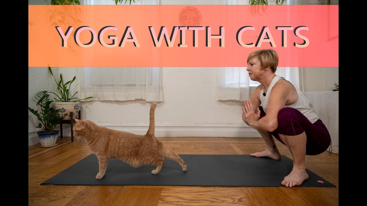 Cats & Yoga Mash-Up - YouTube