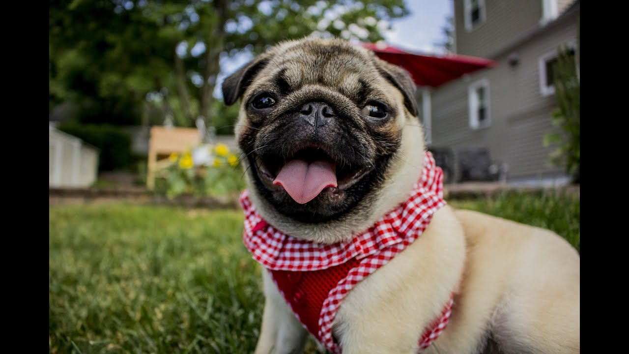 Recopilación de cachorros y perros graciosos 🐕videos divertidos de ...