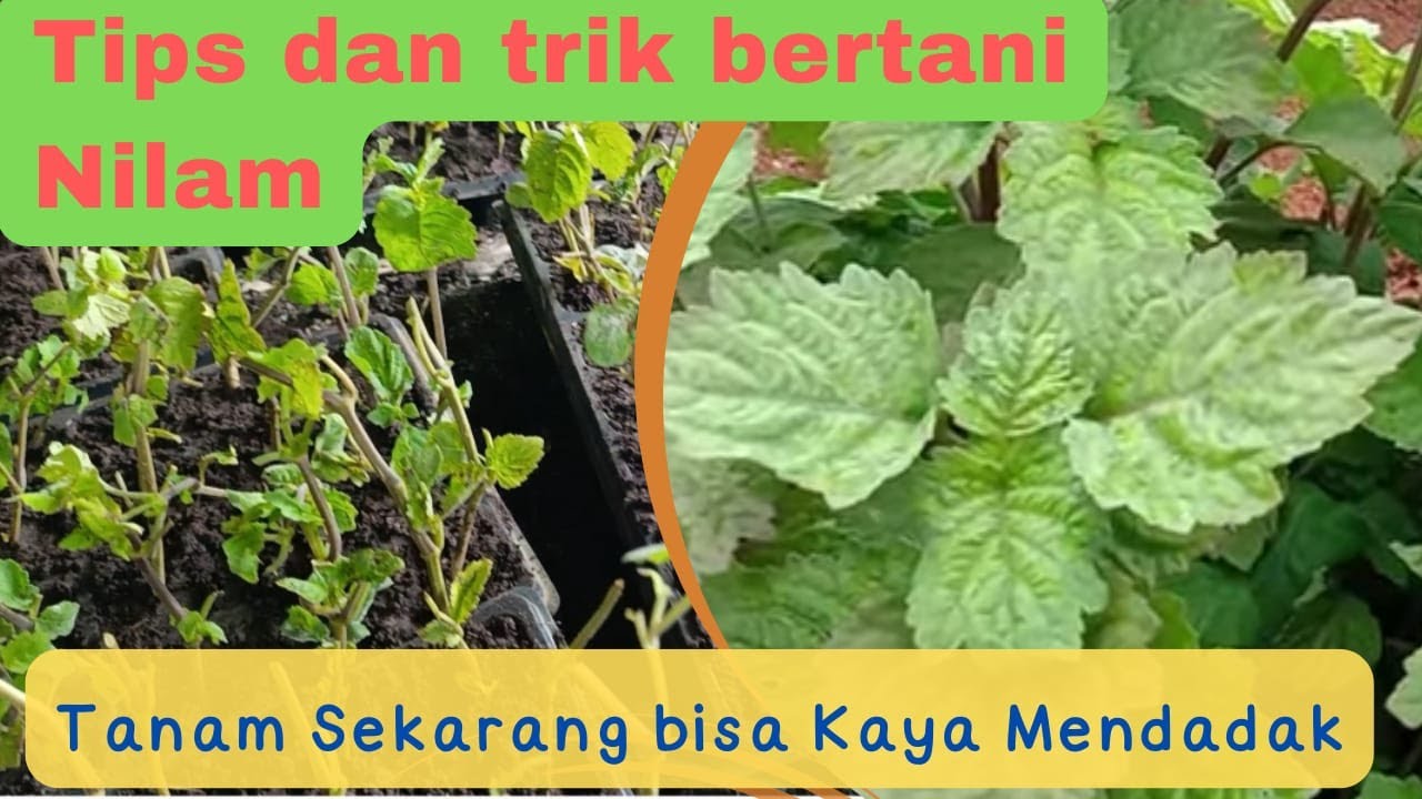 Cara menyemai bibit nilam supaya cepat tumbuh akar. - YouTube