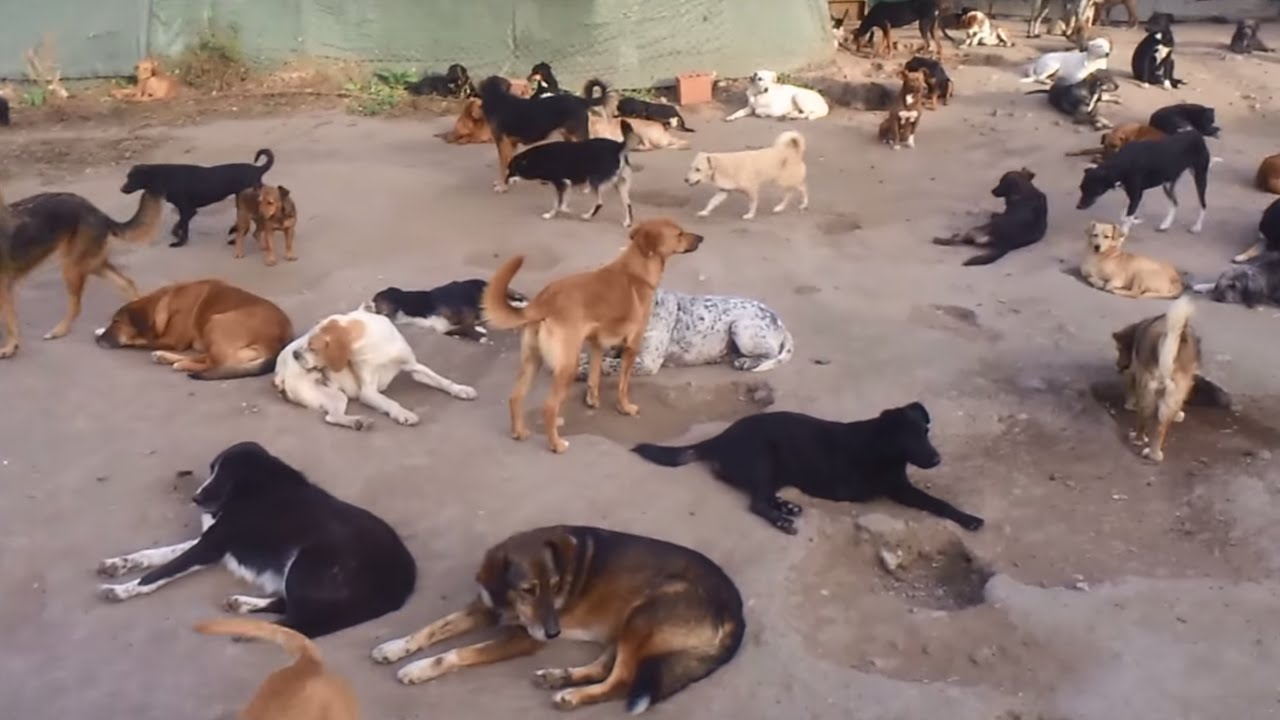 Shelter Lets 450 Dogs Play Outside Together | What's Trending Now - YouTube