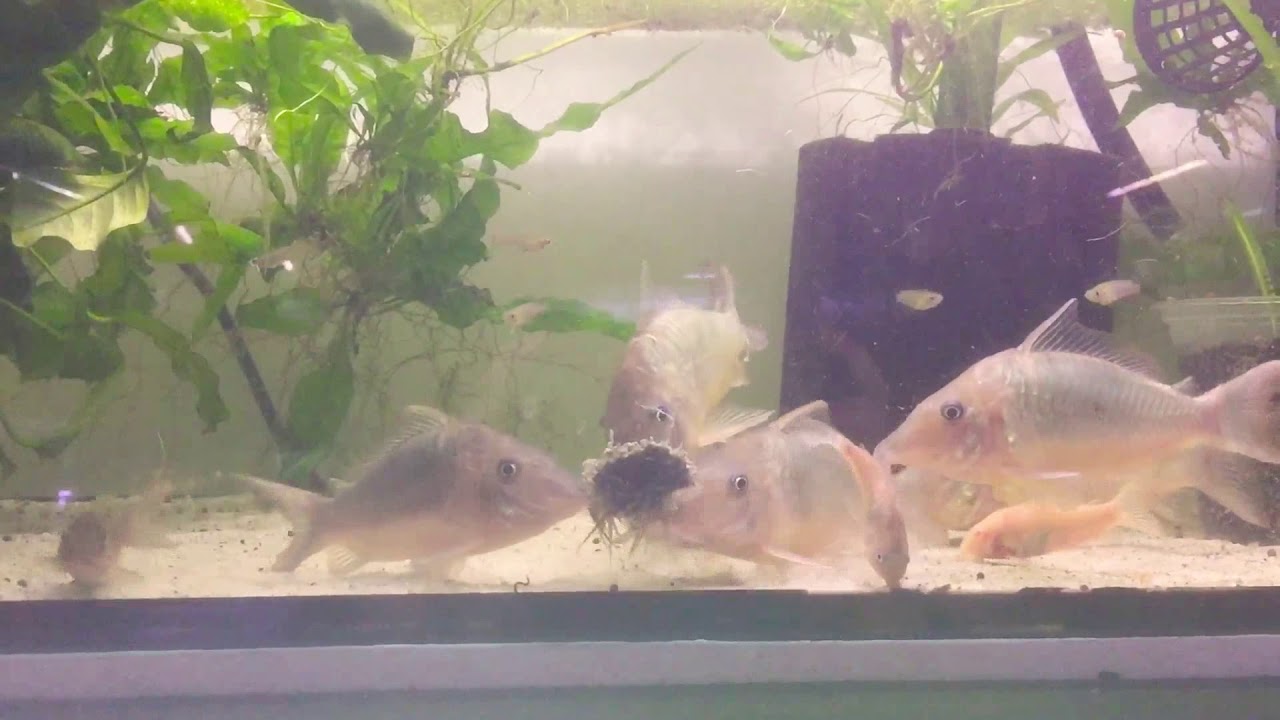 Brochis multiradiatus feeding - YouTube