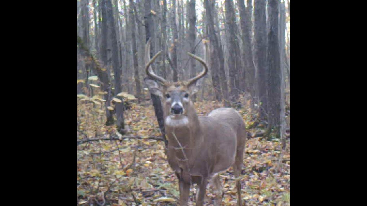 Wisconsin Trail Camera Video - October Early November 2023 - Wisconsin ...