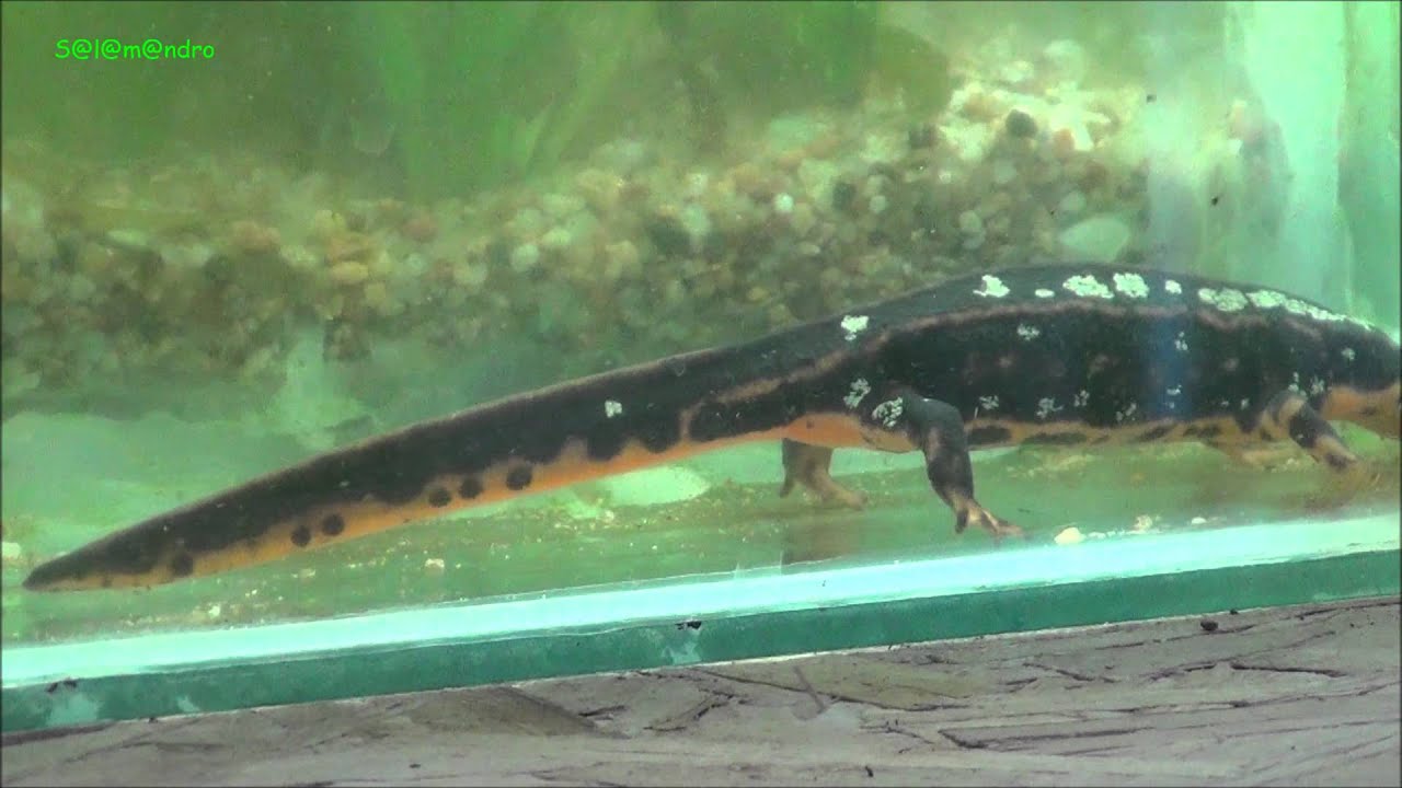 Cynops ensicauda popei Feeding - YouTube