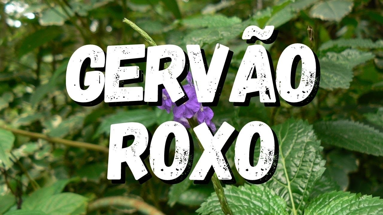 Gervão Roxo: Um Guia Completo Desta Planta - YouTube