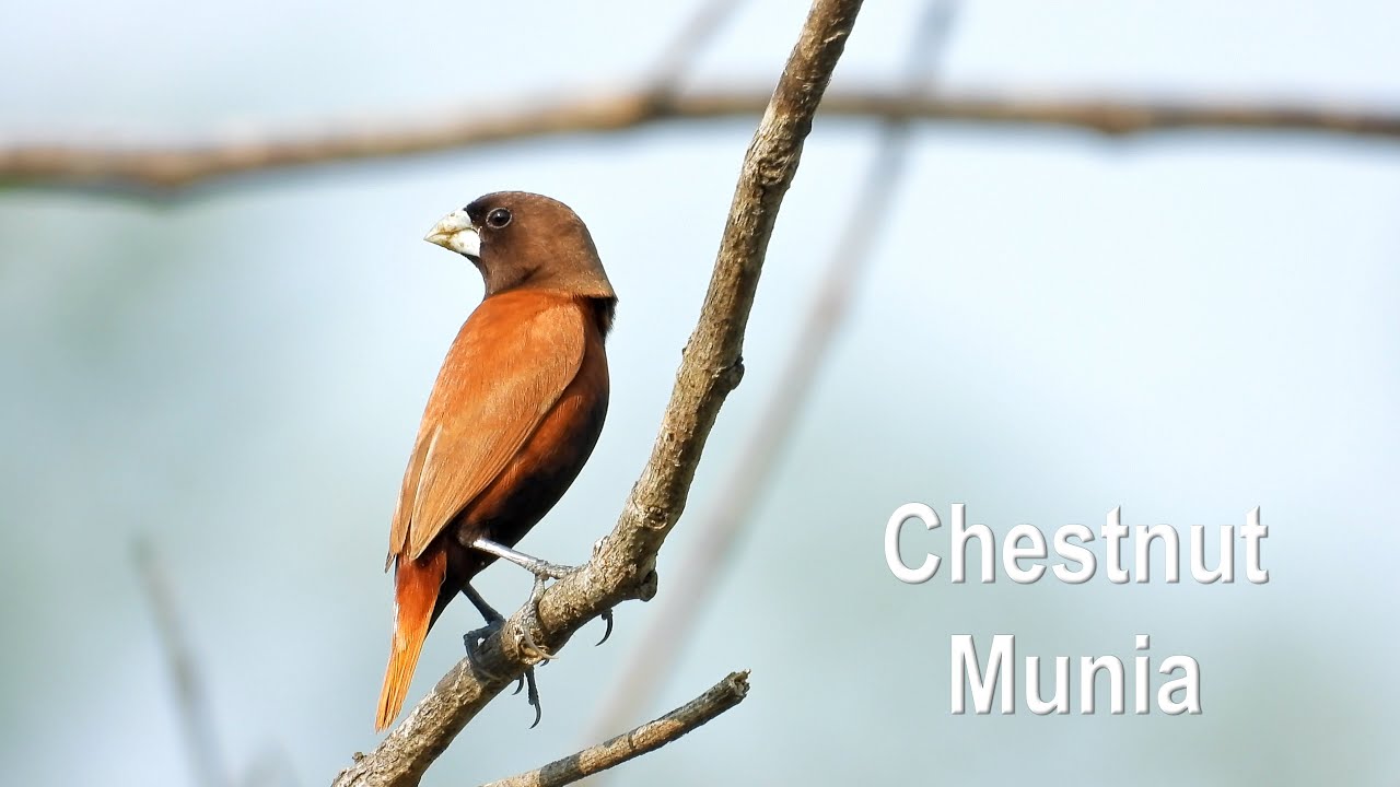 Chestnut Munia (in 4K) - YouTube