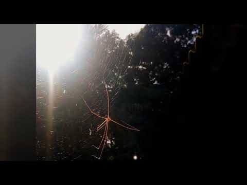 Ma Mobile snap's from nature