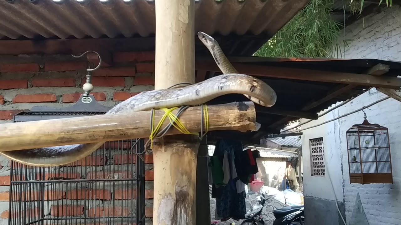 kata orang lokal ini namanya ular kopi - YouTube