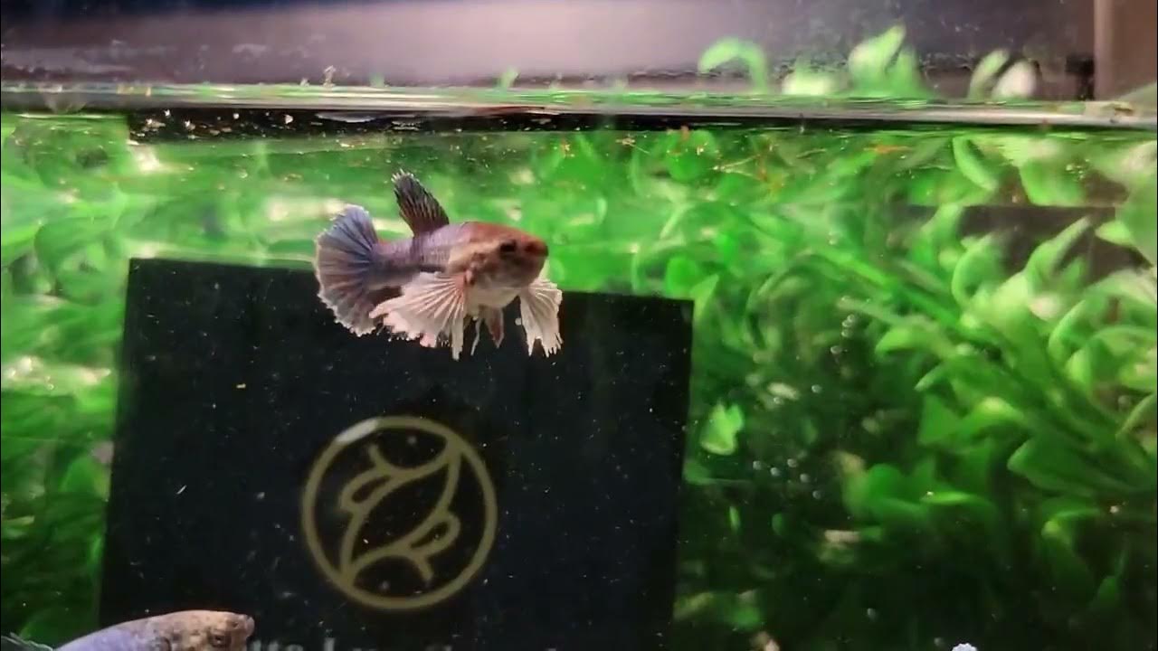Betta Lux - Female Dumbo Ear Betta - YouTube
