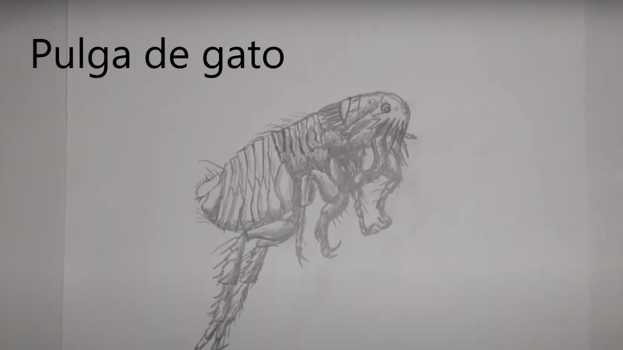 como dibujar una Pulga - YouTube