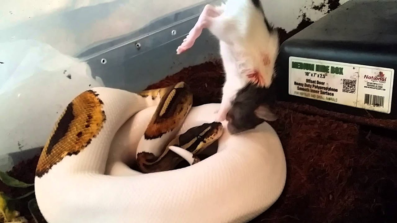 PIED Ball Python Strike Fasttt, - YouTube