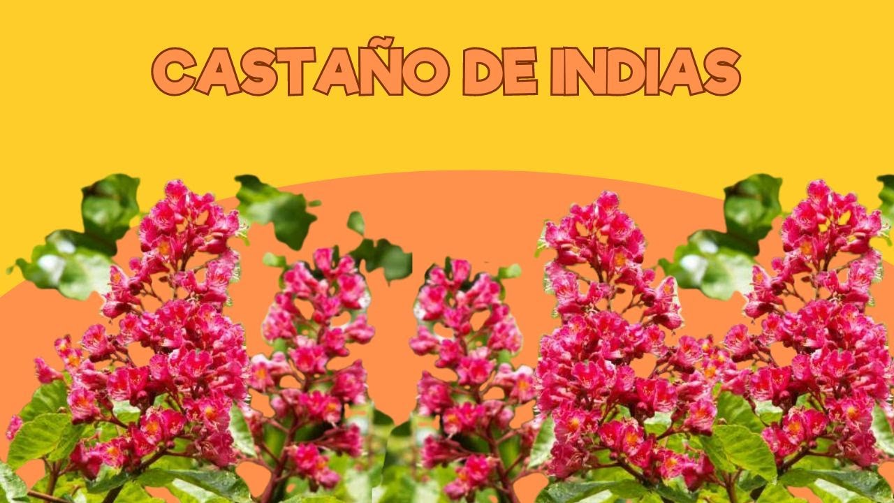 Viviendo en un Zoo: El castaño de Indias | Santillana del Mar - YouTube