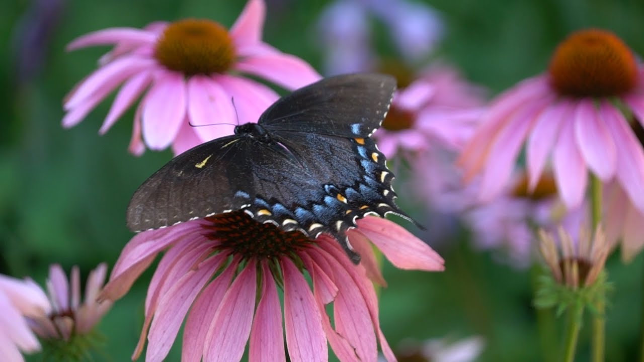 Nature's "ASMR"- Butterflies, Bees, and Birds - YouTube