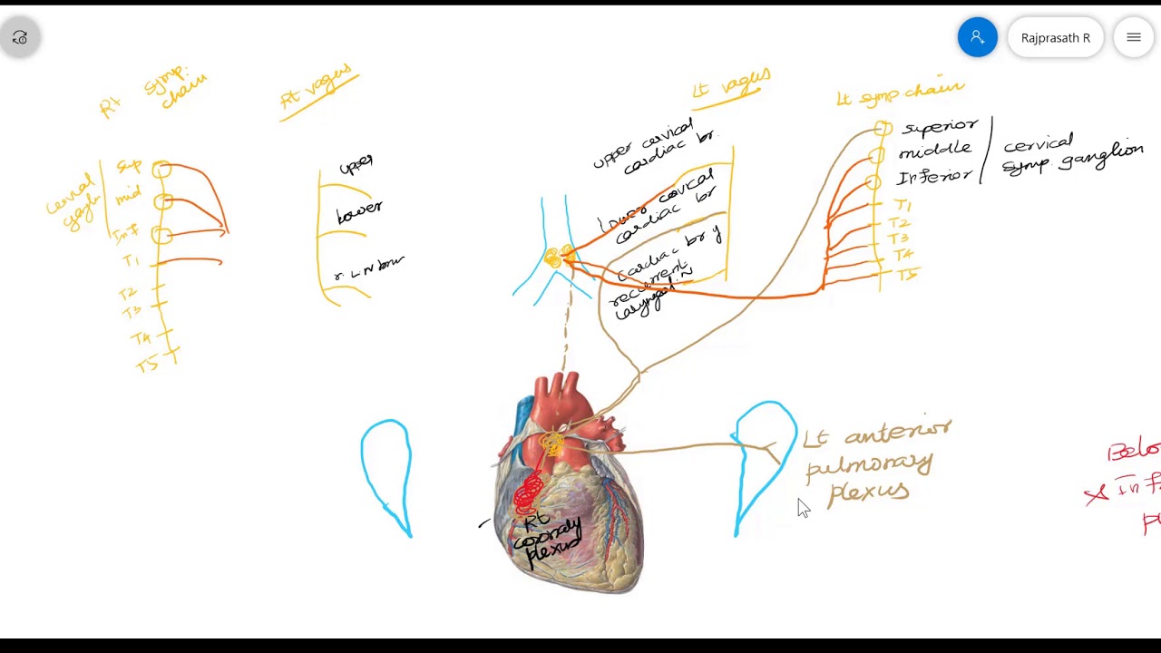cardiac plexus - YouTube