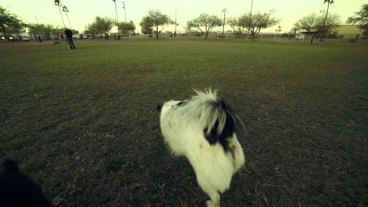Laing P-04s at the Dog Park on a Sony A7S - YouTube