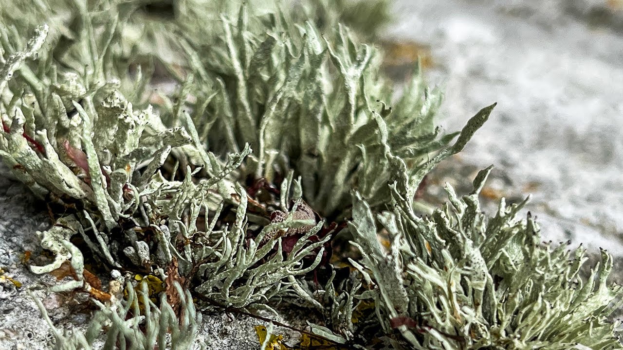 Sea ivory lichen (Ramalina siliquosa) - YouTube