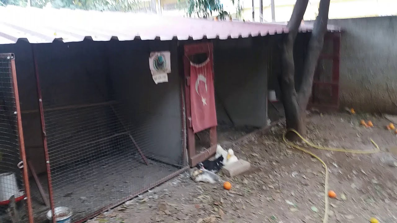 Tüm hayvanlarımı sahiplendirdim MADEN KANATLI - YouTube