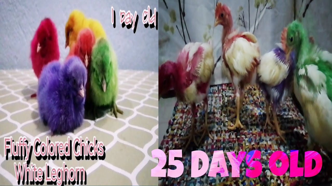 Poultry Farming : 4 Weeks Old Broilers are supposed to Look | Organic Chicken | 45 days Chicken ...