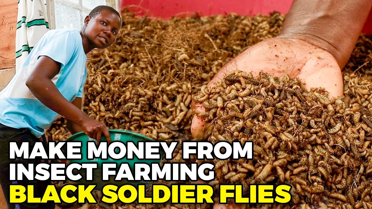 How to Make Money From Farming Insects: Why Black Soldier Fly Farming ...