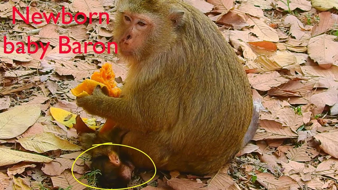 So worried baby Baron just born and so weak, Monkey Brianna gave new ...