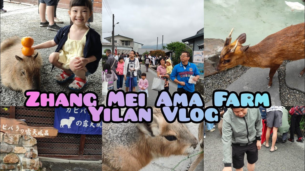 Zhang Mei Ama Farm Yilan Vlog , Capybara, deer 🦌, sheep 🐑 - YouTube