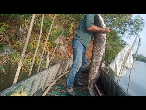 2 METRE YAYIN BALIĞI-BALIK AVI-SAZAN AVI-YAYIN AVI-2 METER CATFISH-2-метровый сом