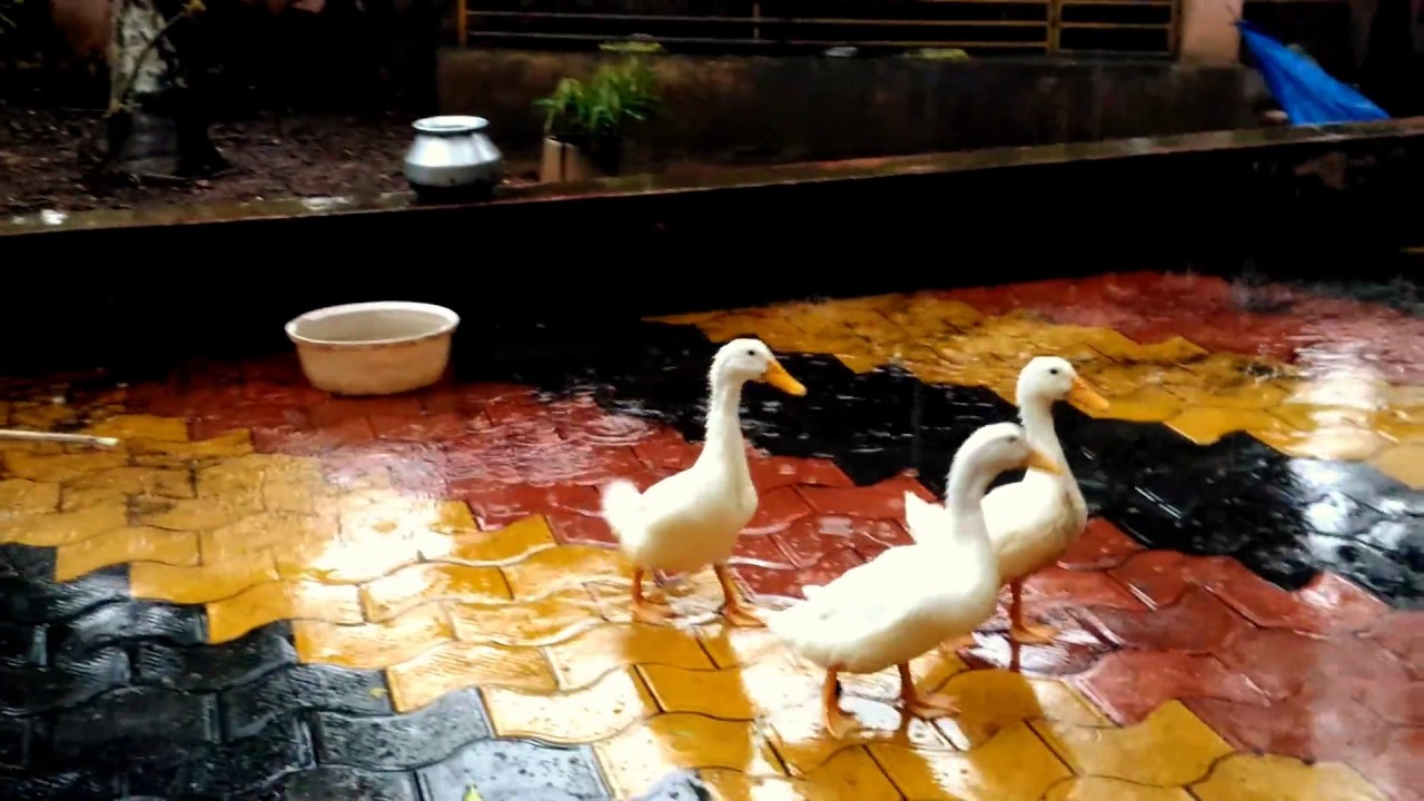 Ducks Enjoying Rain - YouTube