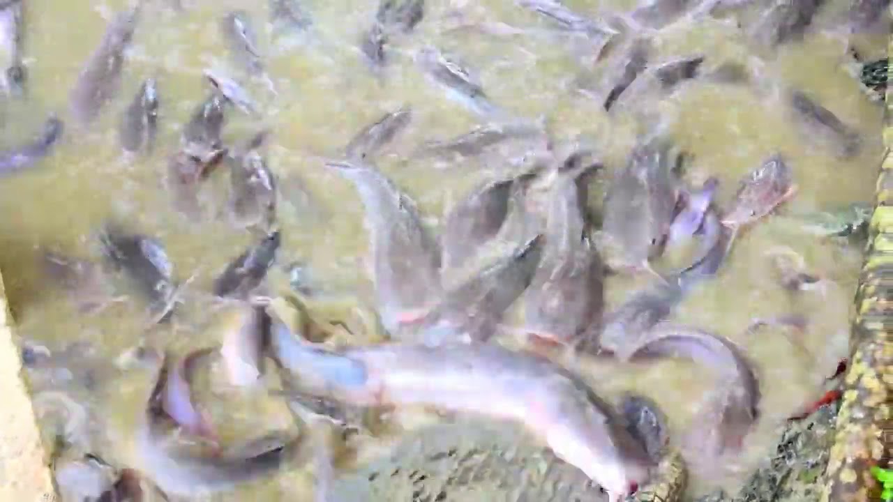 Amazing Catfish Hybrid Magur Fish Eating in Fishery by beautiful way in ...