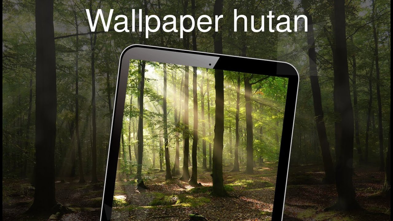 Wallpaper hutan 4k - YouTube