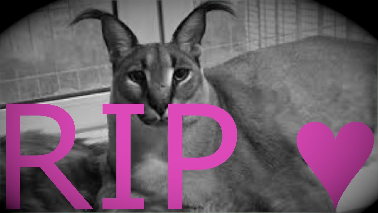 The Tragic Story of "Floppa" - YouTube