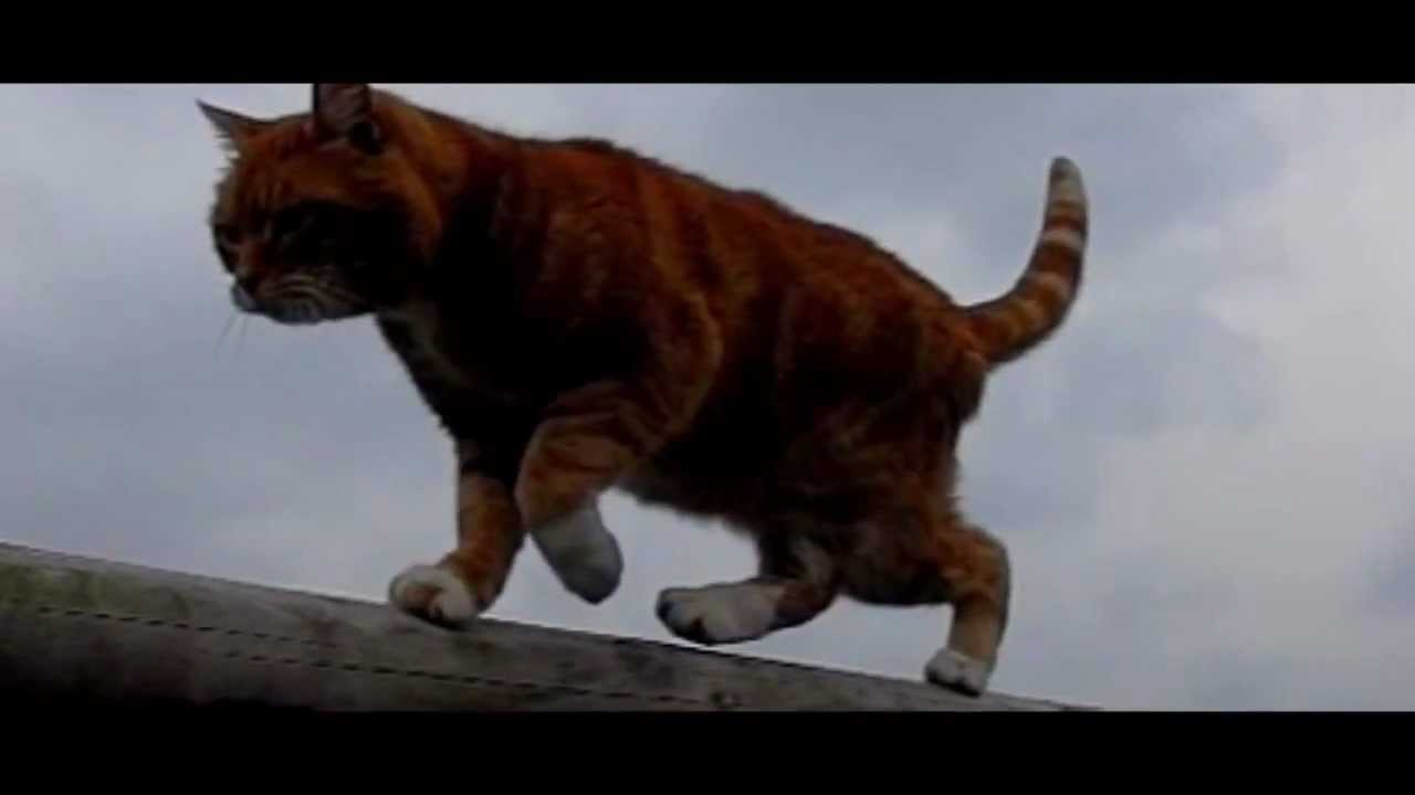 Slow Motion Cat - YouTube