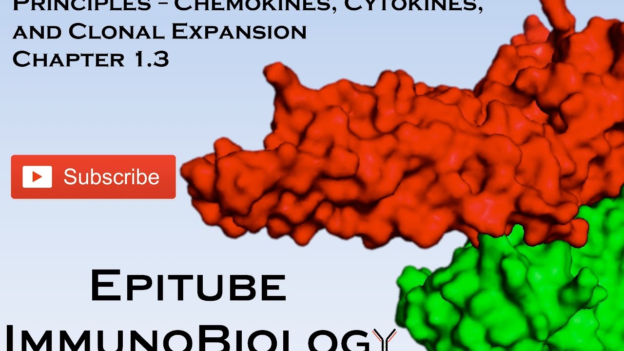 Innate and Adaptive Immunity 1.2 Lymphoid Lineage Explained - YouTube