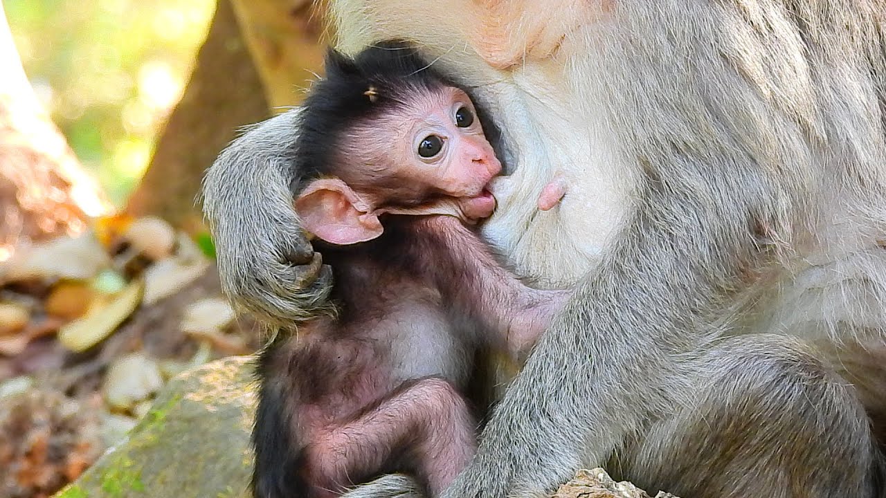 DSCN9367Very adorable baby Jada hug mama try get her milk. - YouTube