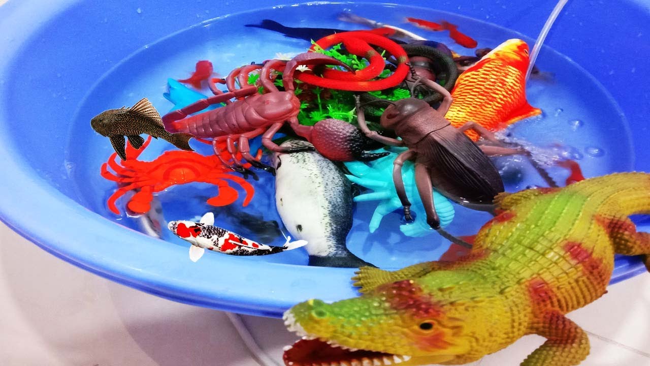 Super Cute Fish Carp Goldfish Koi Fish Perch Guppy Guppies - Cute baby ...