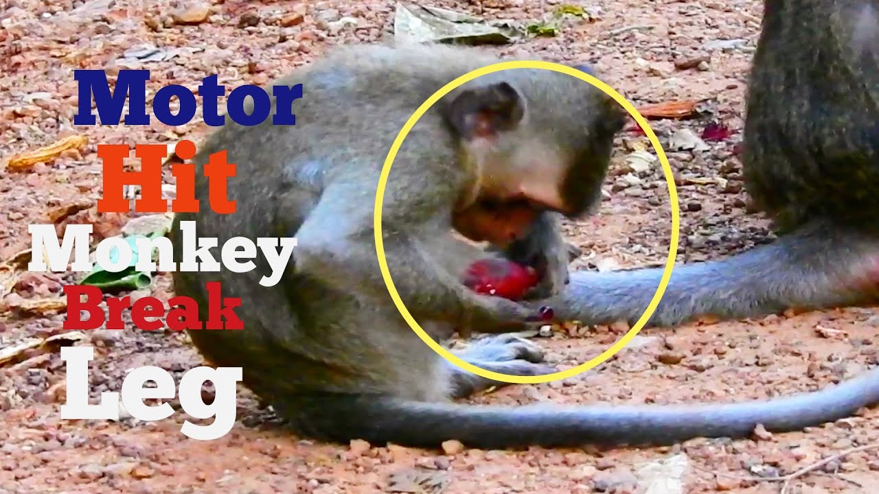 TRILION PITY!!, MOTOR HIT MONKEY BREAK LEG, MONKEY TEAR DROP DOWN VERY ...