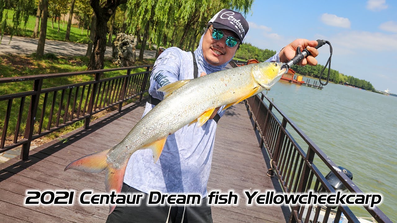 Centaur Dream fish Yellowcheekcarp - YouTube