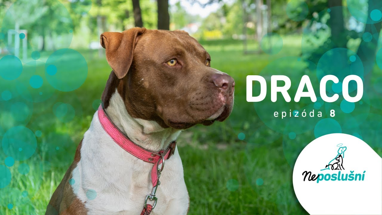 NEPOSLUŠNÍ epizóda 8, pitbull DRACO - YouTube