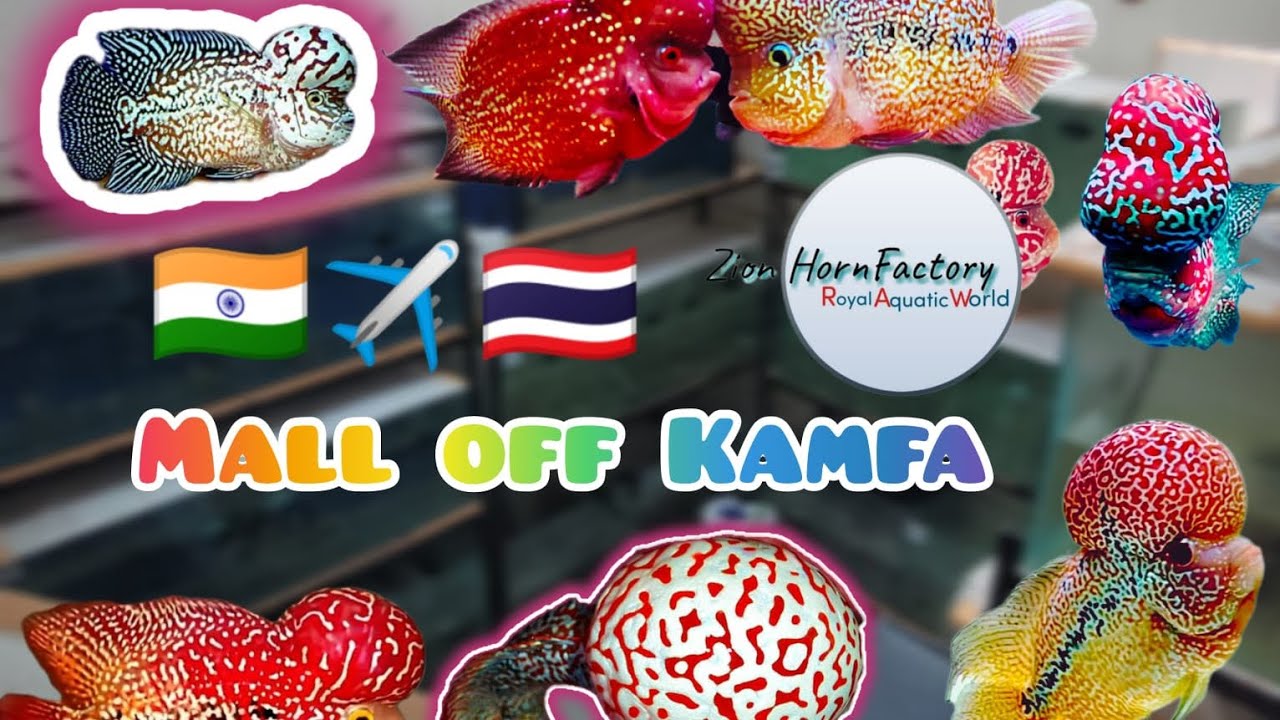 kAMFA Sales in Bangalore | 🇹🇭Thailand imported | 100+ kAMFA Flowerhorn ...